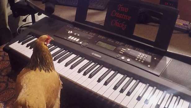 Watch this chicken show off her piano skills
