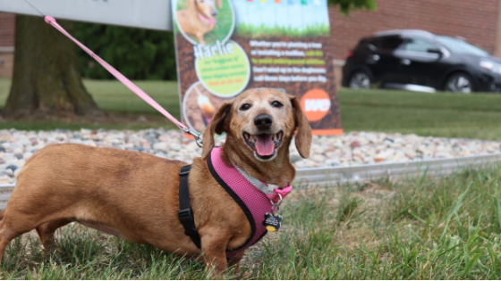 We Energies names safe digging 'ambassadog'