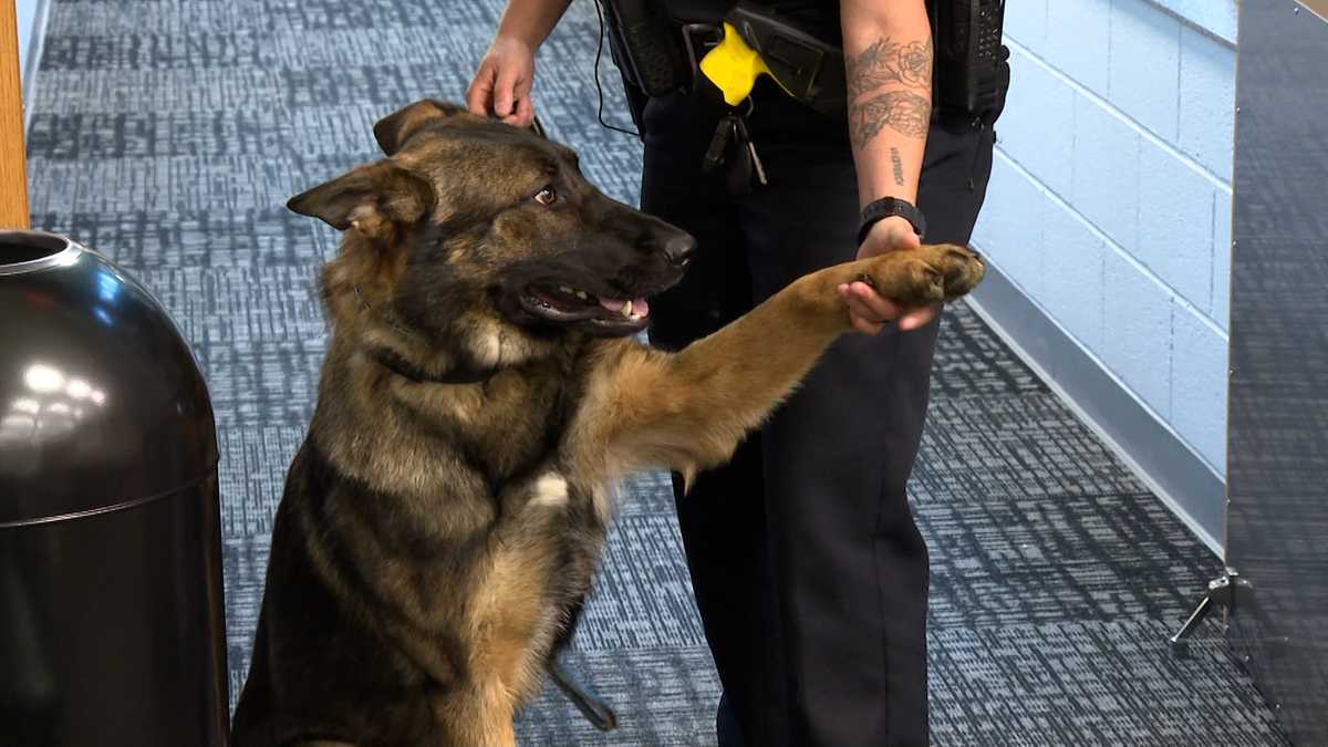 Officer becomes first female K9 handler in Bentonville PD history