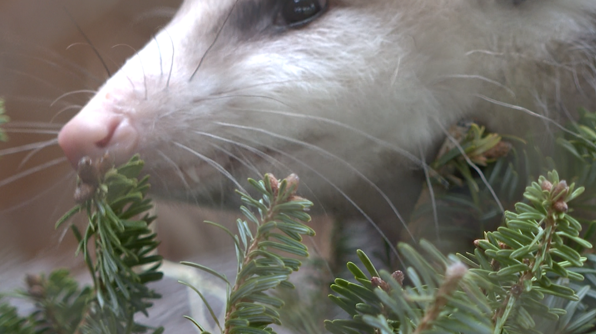 Tinsel to treat: Oatland rescue center recycles Christmas trees for animals