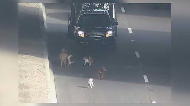 Watch: Pack of stray dogs run loose on highway, tie up traffic during ...