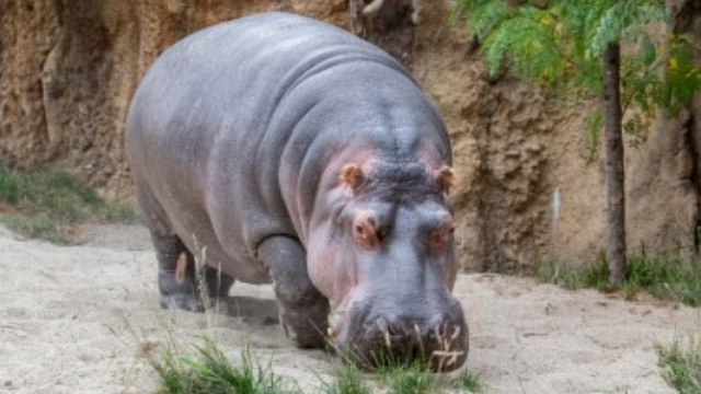 Oldest hippo in U.S. zoos dies at Milwaukee Zoo at age 55