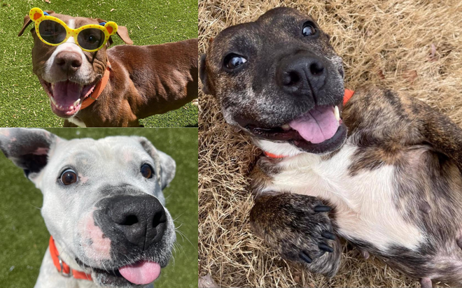 Guilford County Animals Services call for pet adoptions