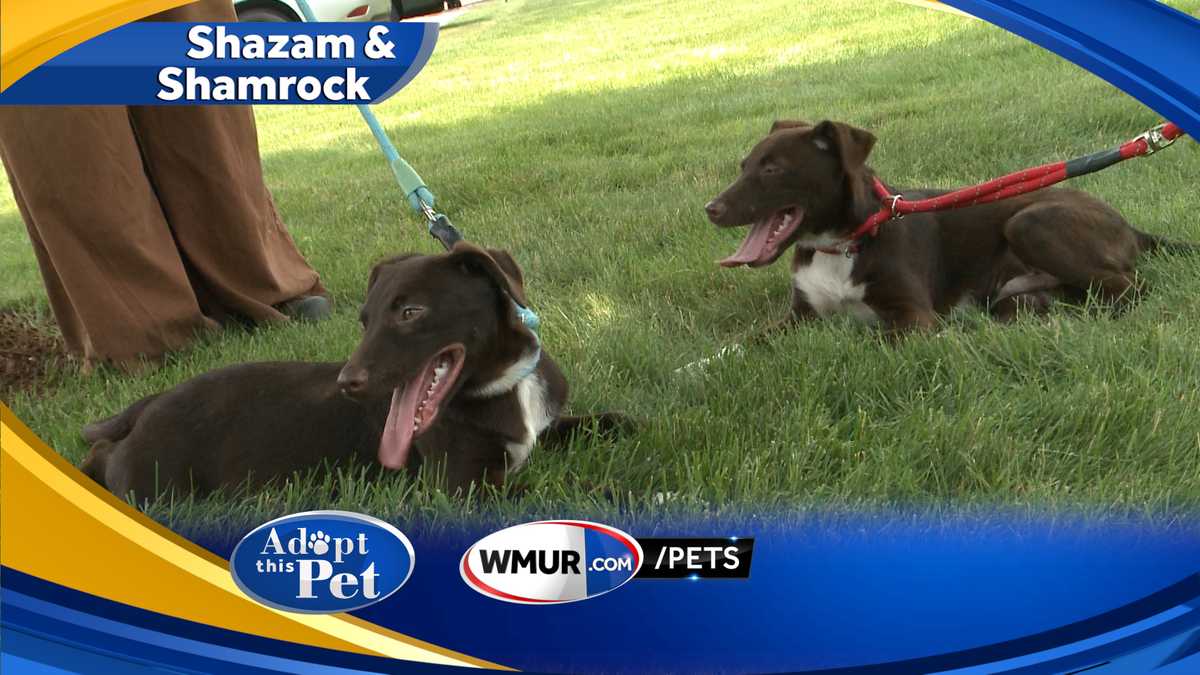 Watch: Adopt This Pet: Shazam and Shamrock