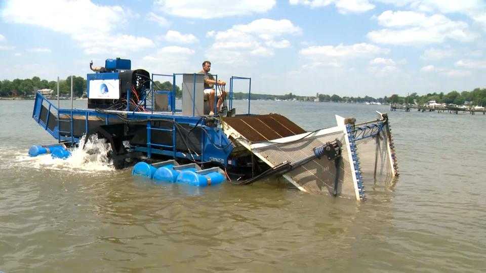 'Weed shark' battles pesky invasive underwater vegetation