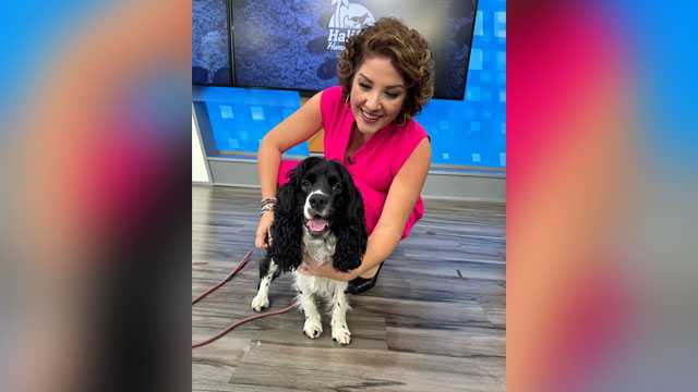 WESH 2 the Rescue: Let's find Badgely his forever home