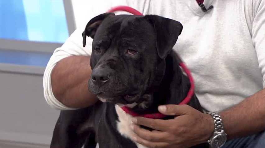 WESH 2 the Rescue: Bruno is looking for his forever home