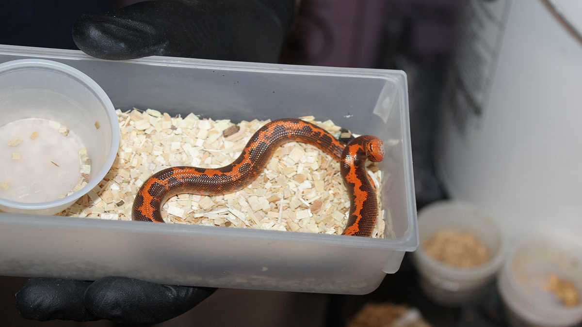 Hundreds of mice, snakes found in West Bend home