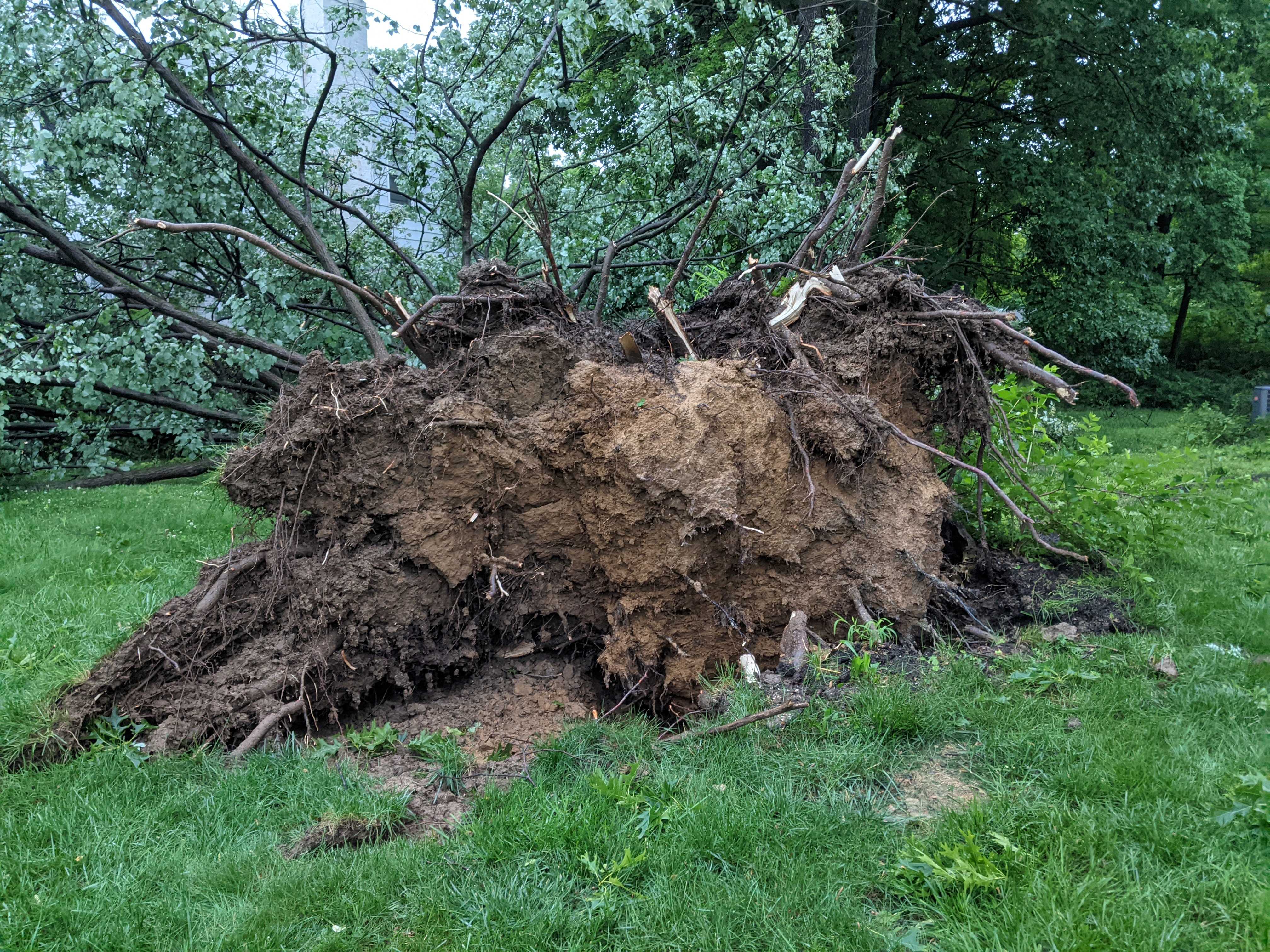 Uprooted Tree Crest