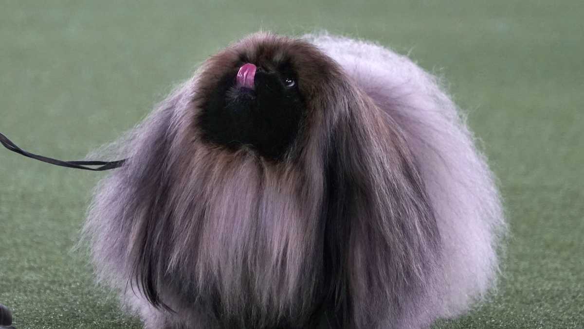WESTMINSTER'S ‘Best in Show’ Pekingese has central Pennsylvania ties