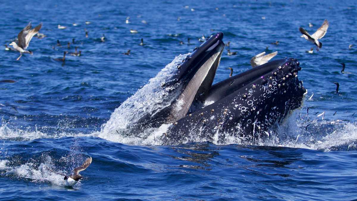 Listen Live: Whales singing in Monterey Bay
