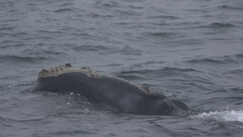 First North Atlantic right whales of year spotted off Cape Cod