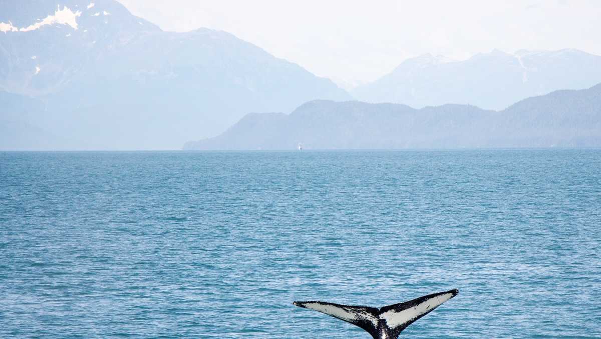Whale Week highlights the struggles whales are facing