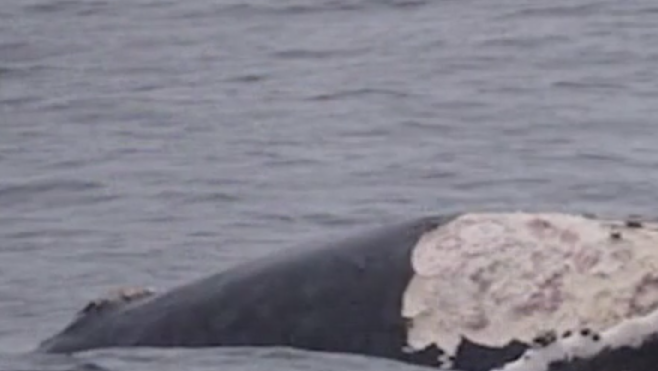 Dead whale washes up onshore at Pebble Beach