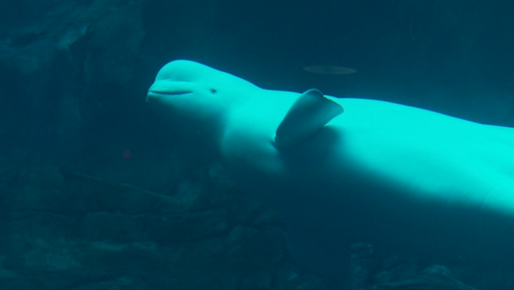 Beluga whales are more like humans than we thought
