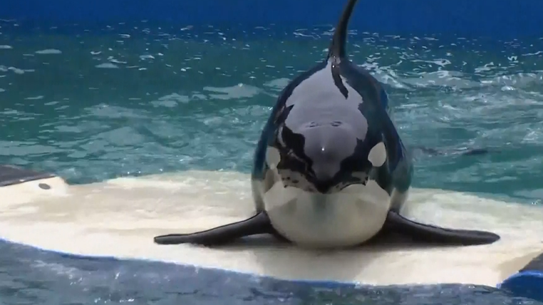 Lolita the orca dies at Miami Seaquarium