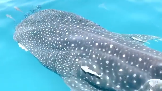 Whale shark swims off Siesta Key coast