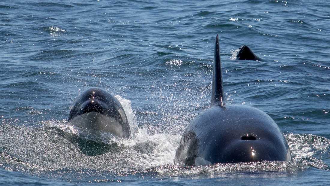 PHOTOS: Active orcas in the Monterey Bay