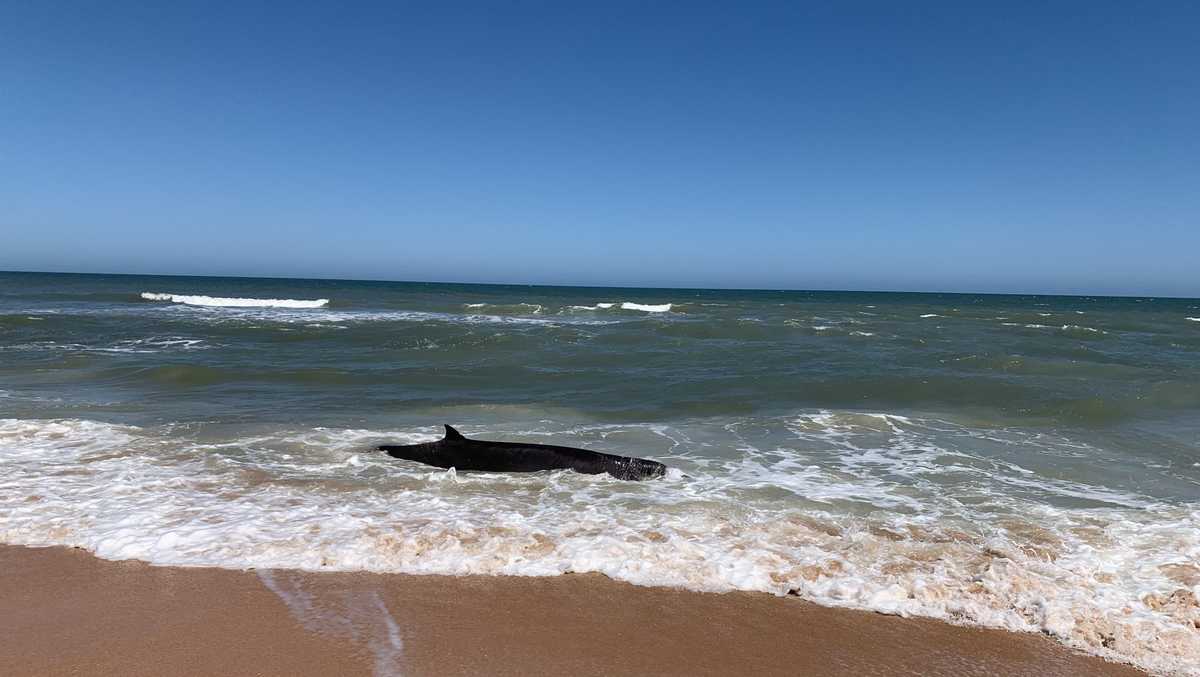 16-foot beaked whale washes ashore in Flagler County