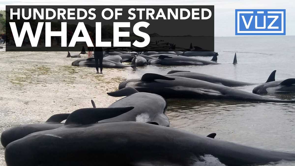 Mass whale stranding in New Zealand