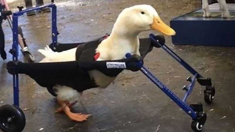 NH company develops wheelchair for duck born with leg deformity