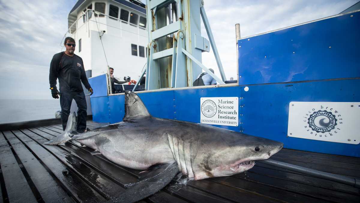 Recently tagged great white shark pings off Central Florida coast