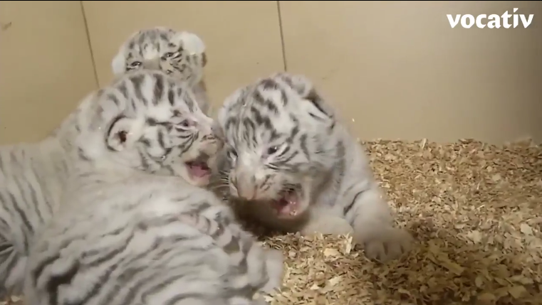 Polish zoo welcomes world's only white tiger quadruplets