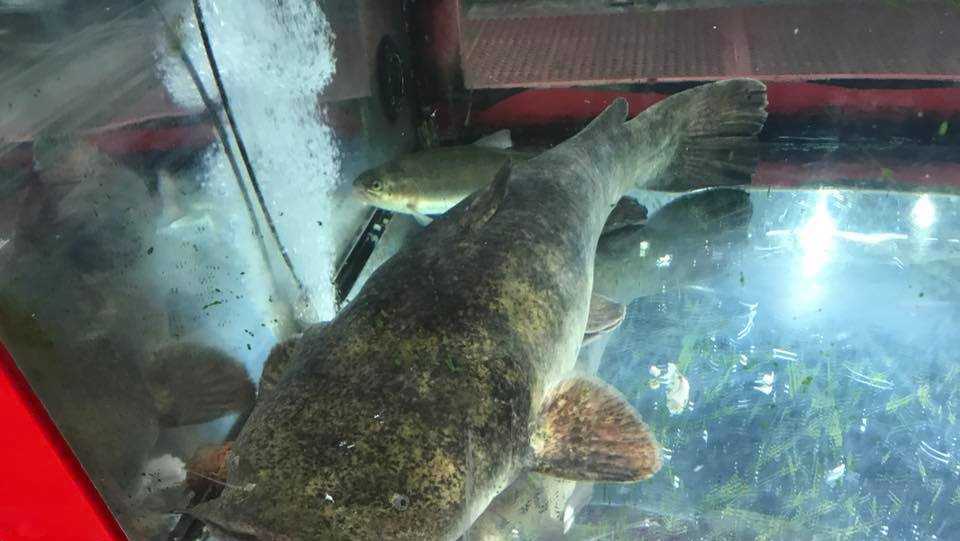 Wholey's asking for help naming 40-pound catfish