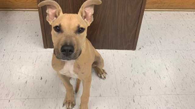 Officials name young pup abandoned in rain alongside road 'Whoop'