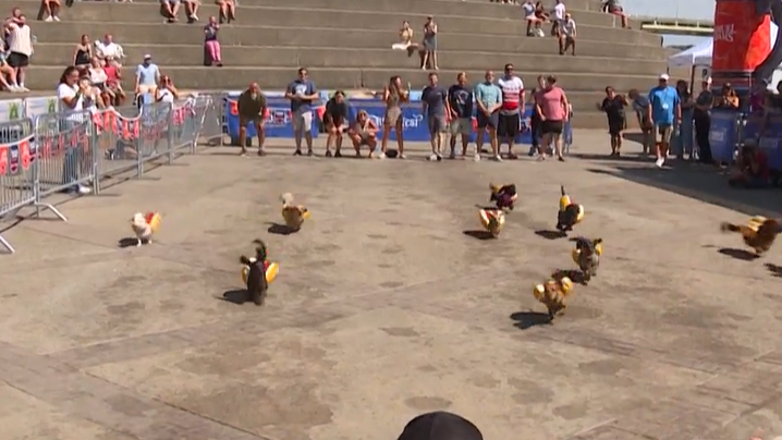 WATCH: 100 wiener dogs race at Oktoberfest Zinzinnati