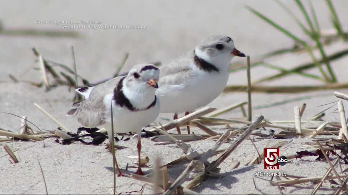 Cape Cod Wild: Bustling Birds, Cape Coyotes & the Pamet Puma