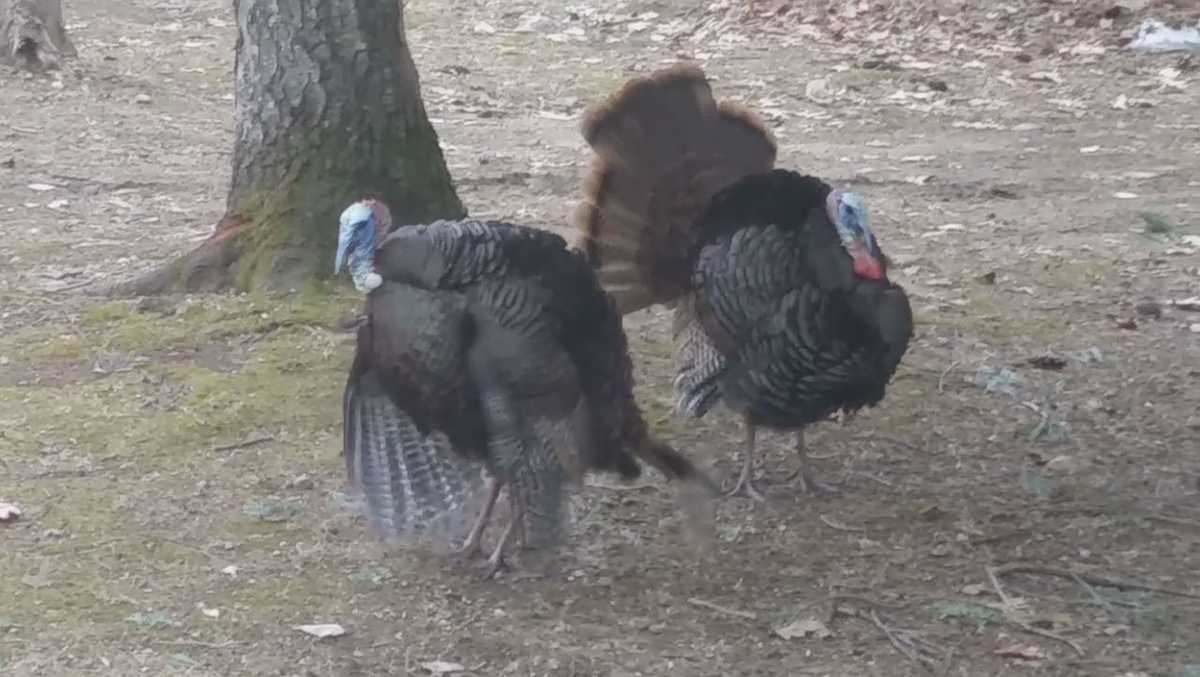 Turkey blood samples sought in NH for West Nile Virus study