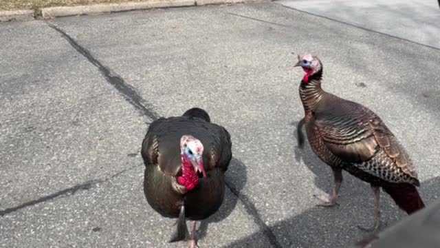 Turkey trouble in West Des Moines in Iowa