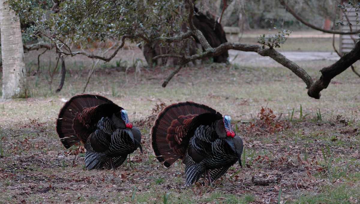 Turkey sightings on the rise in NH