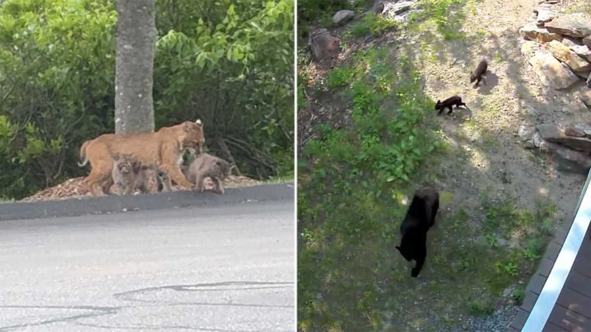 Videos: Bobcat family, bear family seen in New Hampshire