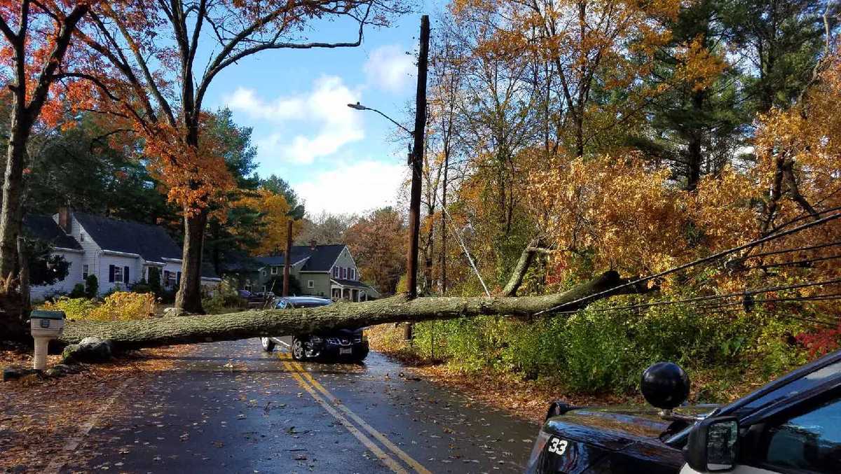 Trees down, power outages reported on stormy Saturday