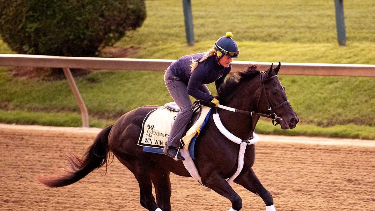Preakness contenders work out at Pimlico