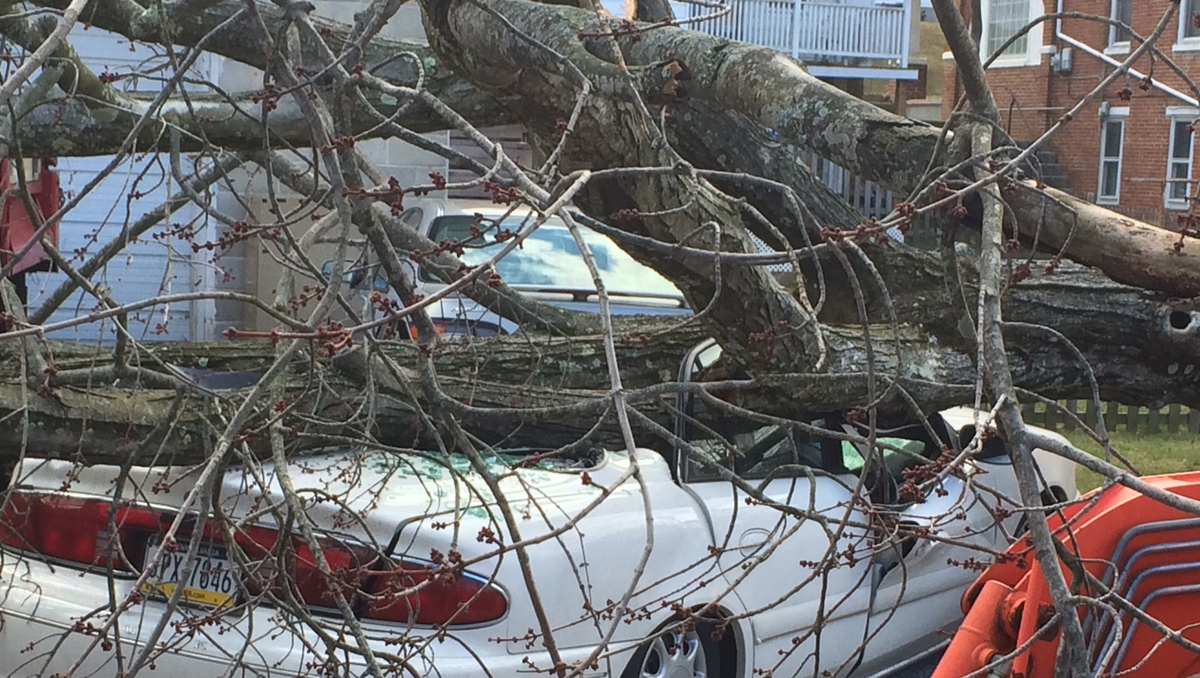 Falling tree crushes car in York County