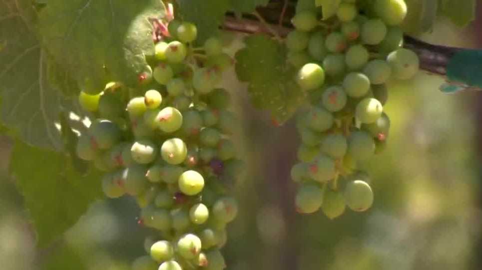 Amador County wine grapes recover from wildfires, climate change