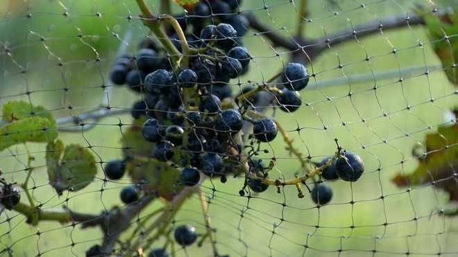 Westminster to host 38th annual Maryland Wine Festival