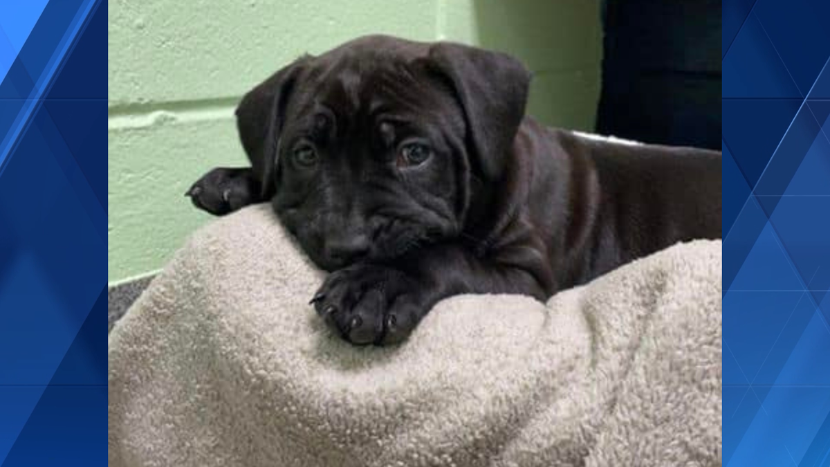 Dog finds forever home nearly a year after being abandoned outside Ohio ...