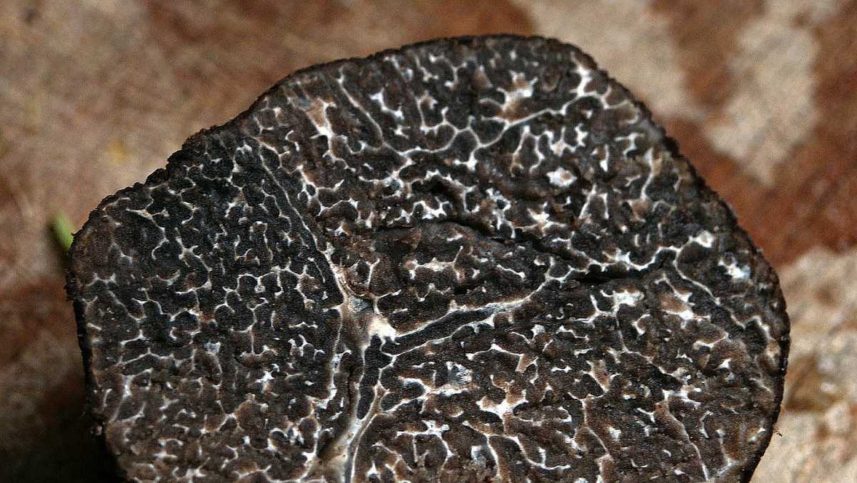 5 new types of truffles identified at UNH
