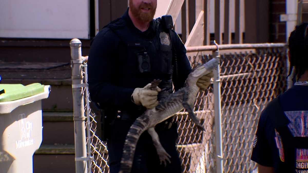 Alligator recovered from Milwaukee house fire