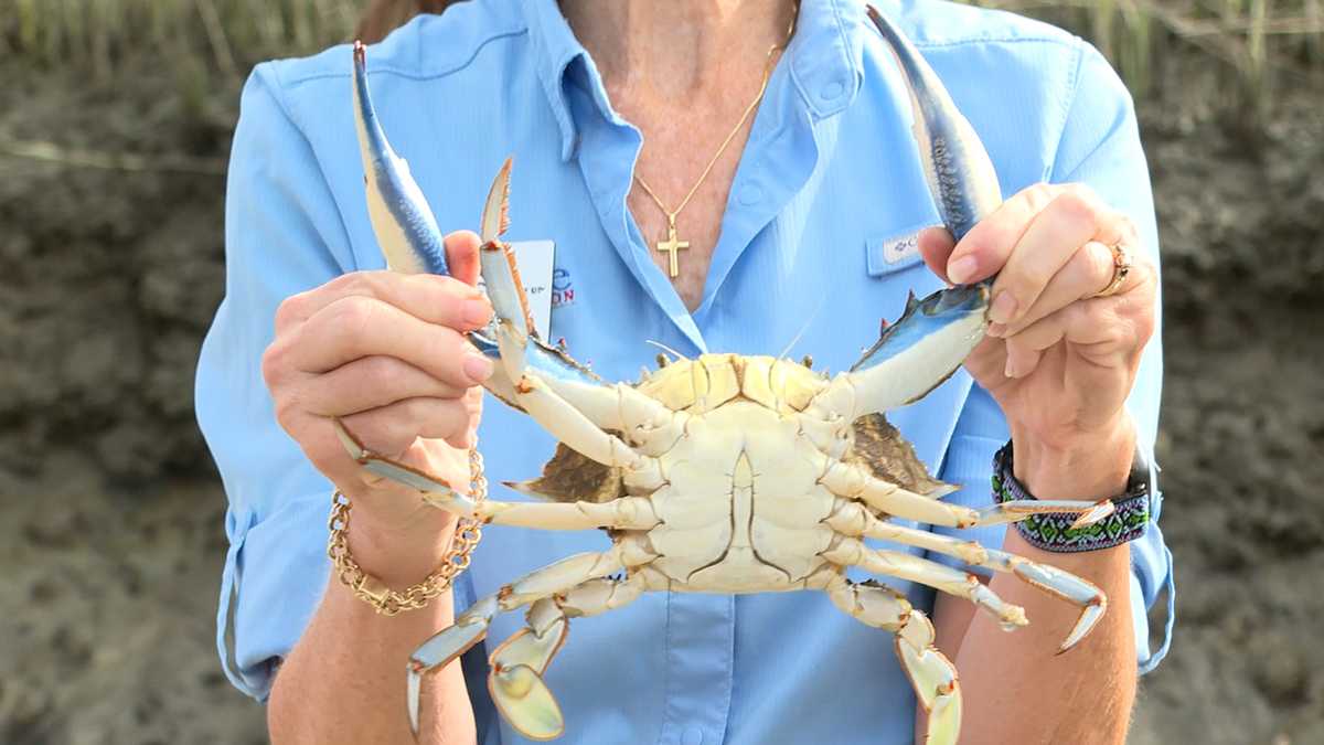 Get hands-on and learn all about the Lowcountry way of life at the ...