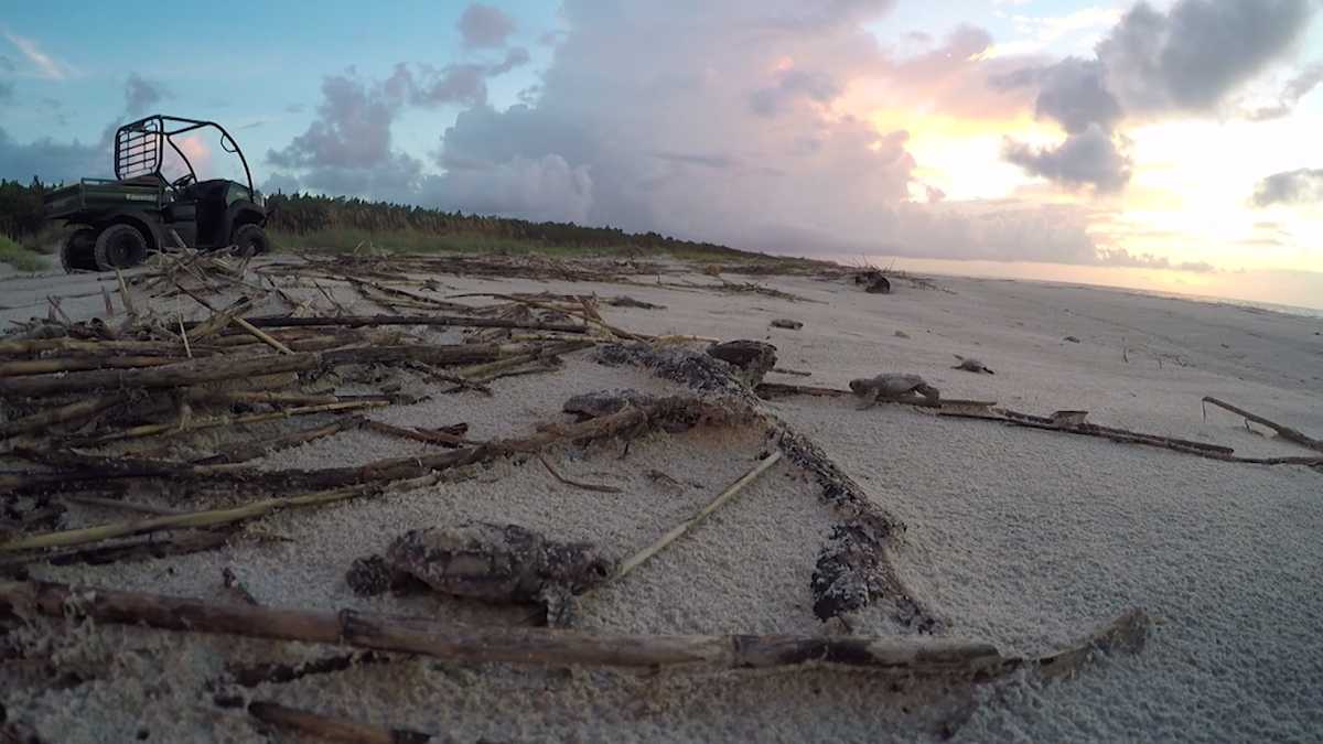 How do hurricanes impact our sea turtles? We caught up with Sea Turtle ...