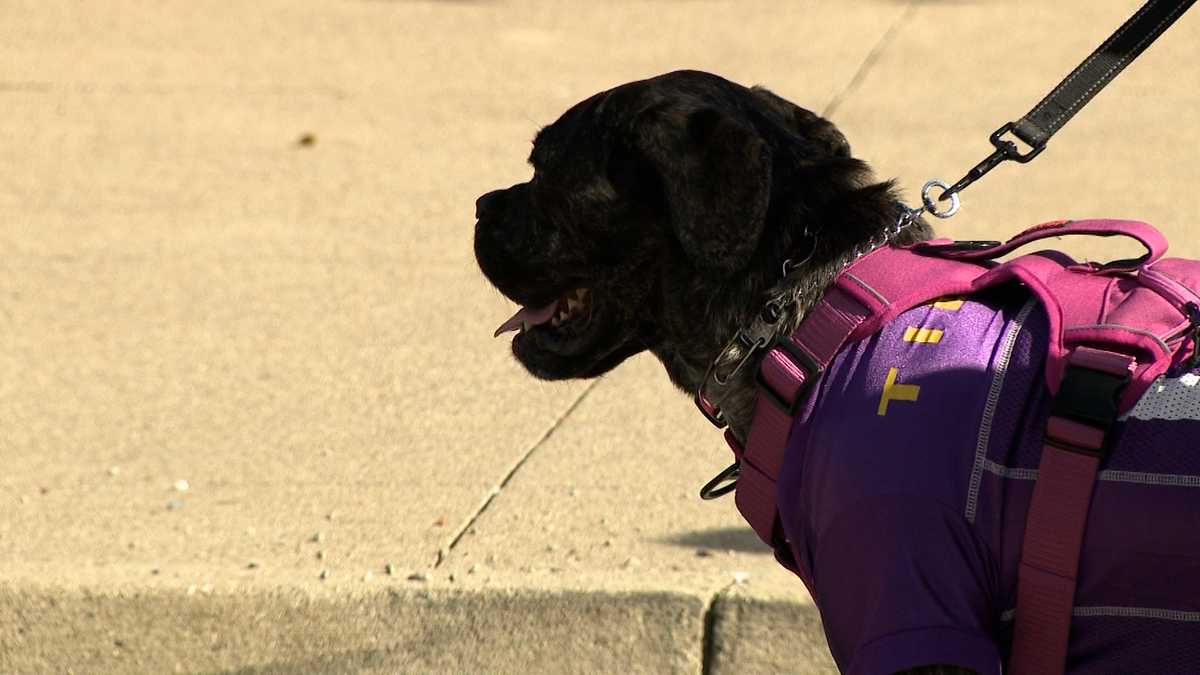 Treats and tails: LMAS trunk-or-treat offers fee-waived pet adoption