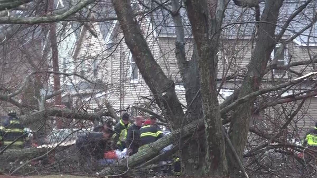 Woman injured by falling tree near school in Woburn