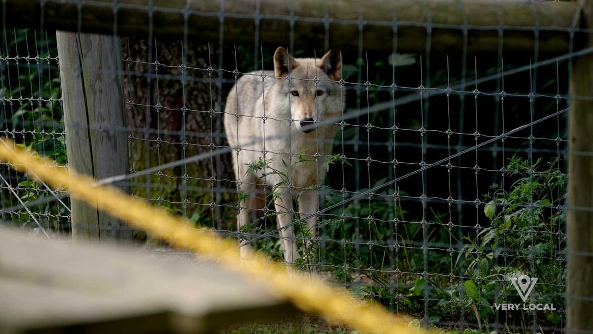 Pennsylvania's very own Wolf Sanctuary