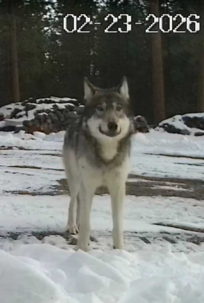 Watch: Sierra County homeowner captures wolf on camera near Loyalton