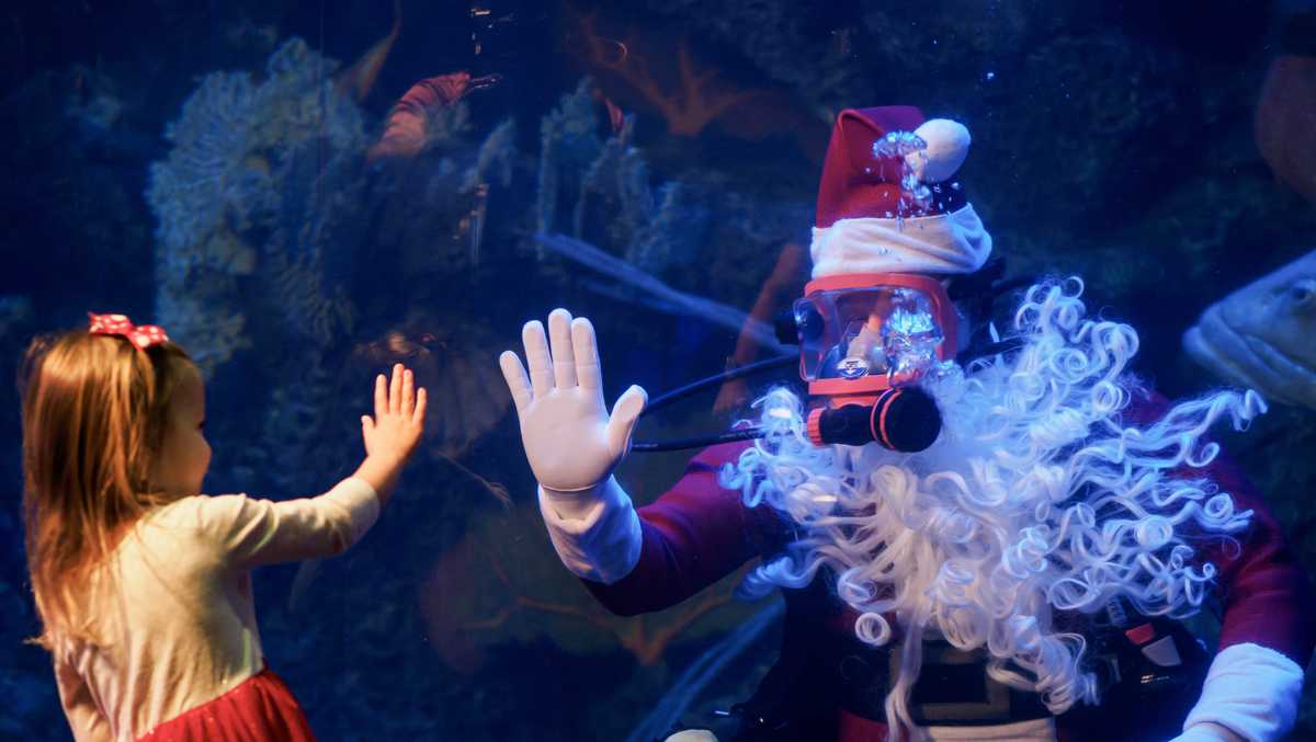 See Scuba Santa, interact with penguins at Missouri aquarium